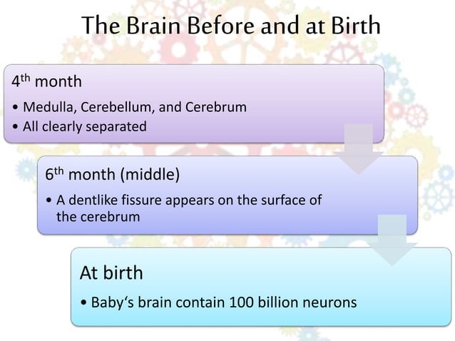 Brain development | PPTX