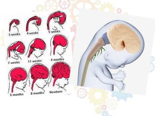 Brain development | PPTX