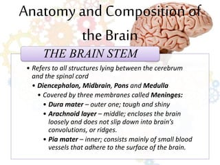 Brain development | PPTX