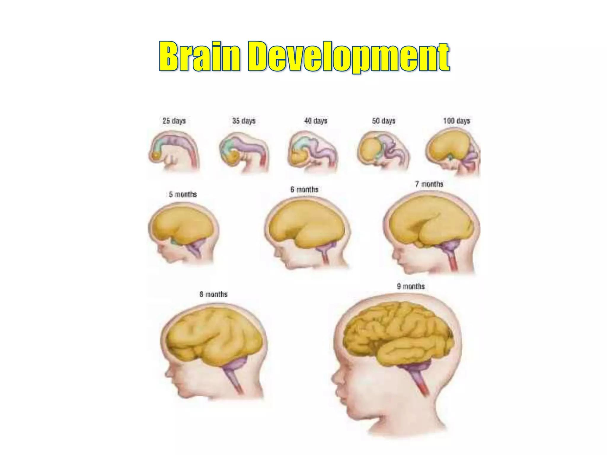 Brain development | PPTX