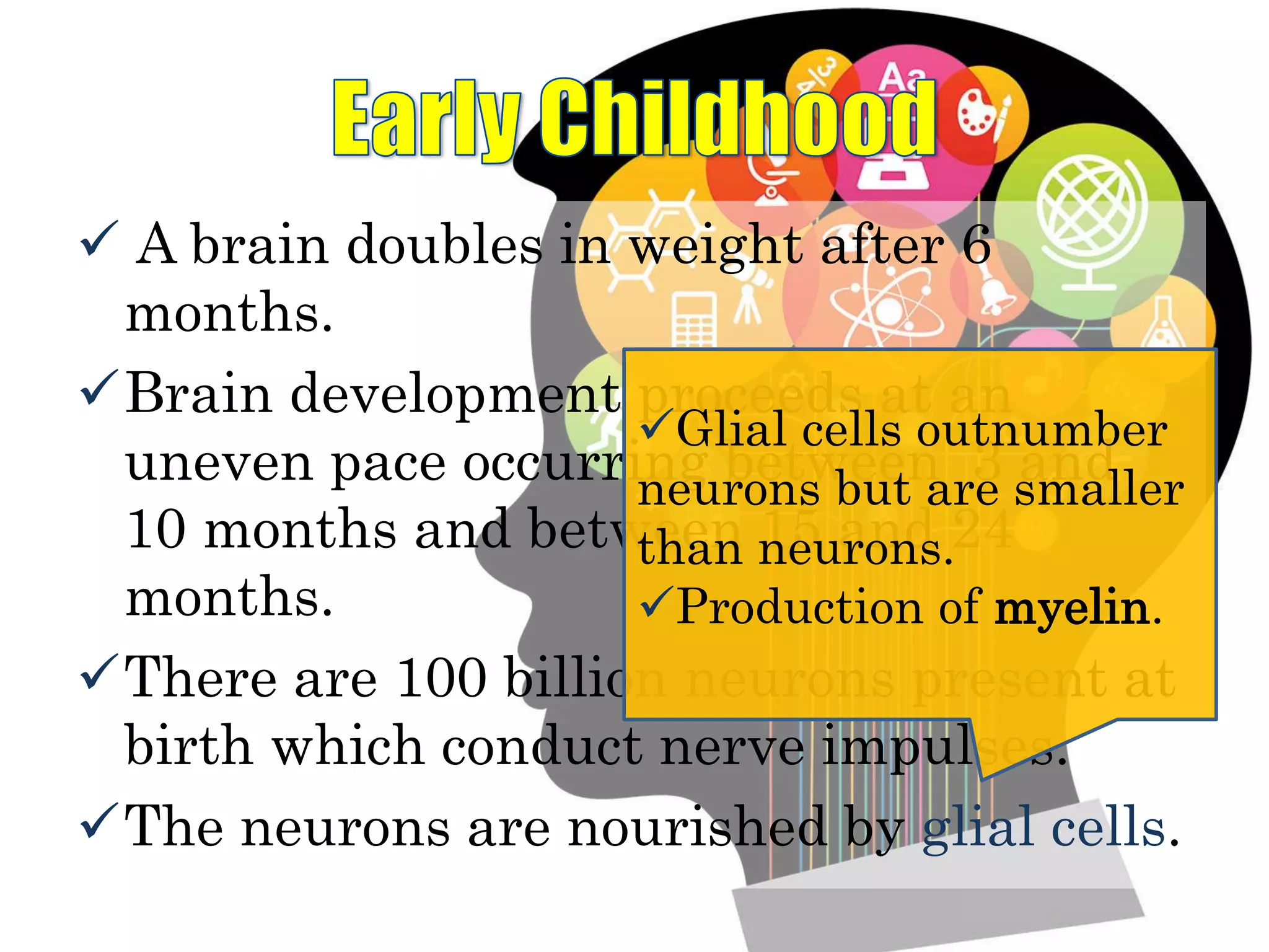 Brain development | PPTX
