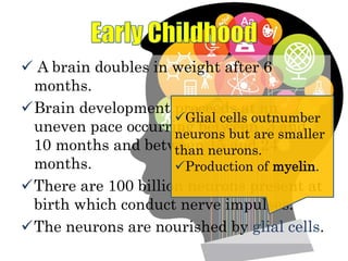 Brain development | PPTX