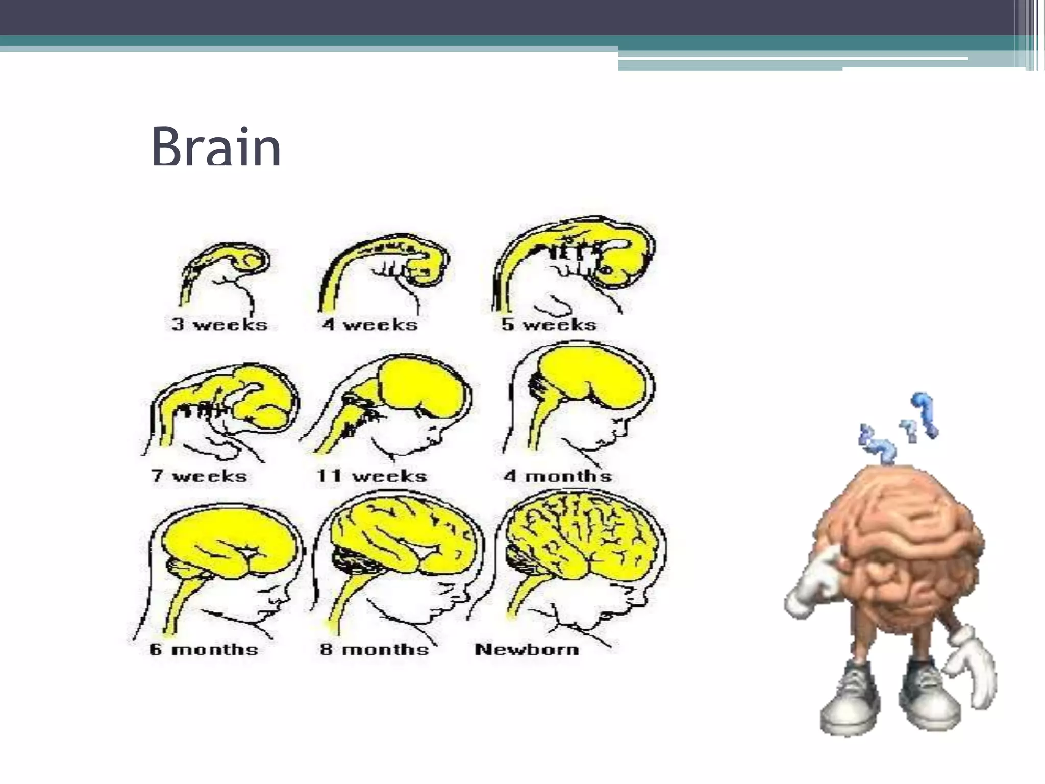 Brain Development.pptx