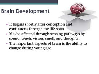 Brain Development.pptx