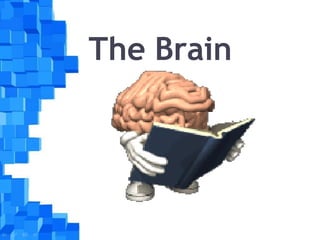 Brain Development.pptx