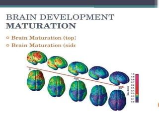 Brain Development.pptx