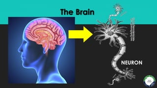 Brain Development.pdf