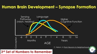Brain Development.pdf | Brain and Nervous System Disorders | Diseases ...