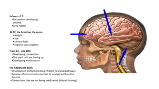 Brain Development5.pptx