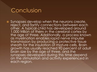 Brain Development from Birth to Five Years | PPT