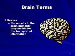 Brain development of_the_infant-1 | PPT