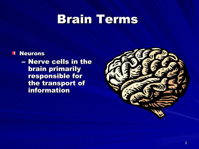 Brain development of_the_infant-1 | PPT