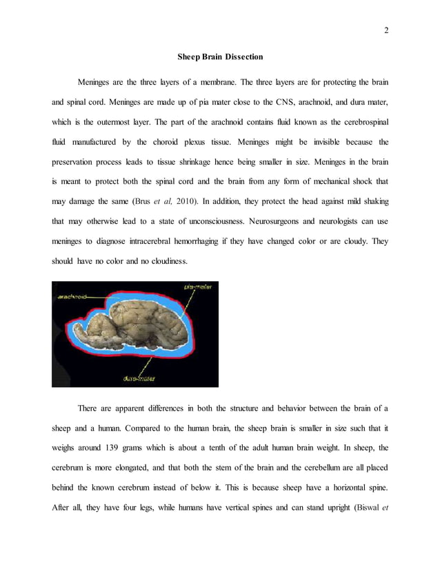 Brain Dissection.docx