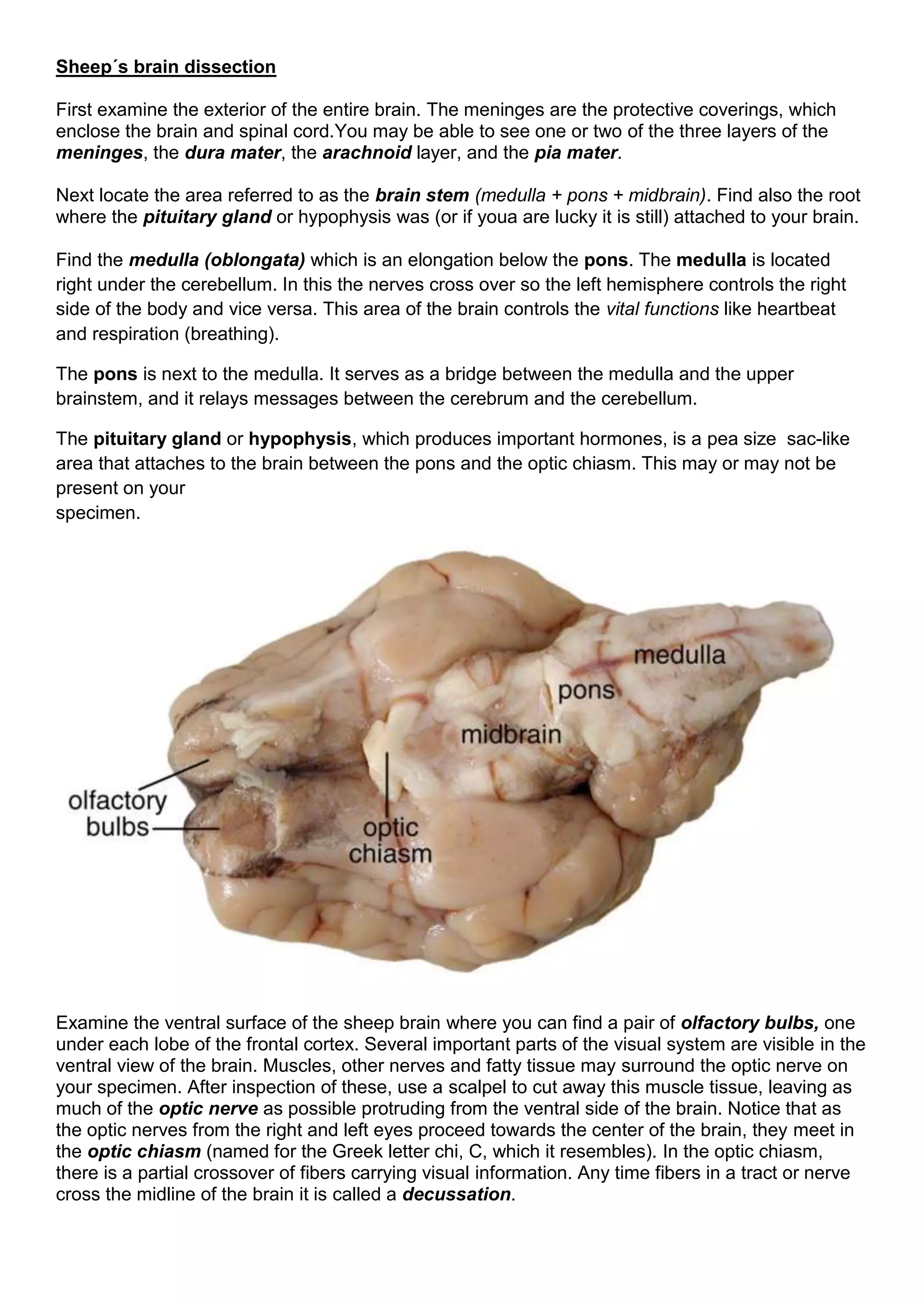 Sheep´s brain dissection- biodeluna | PDF