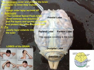 Brain dissection pictures | PPTX