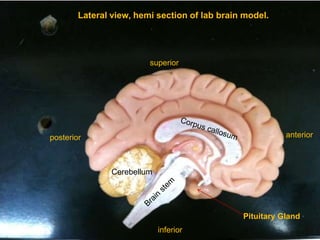 Brain dissection pictures | PPTX