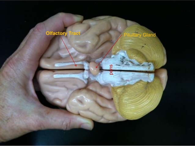 Brain dissection pictures | PPTX