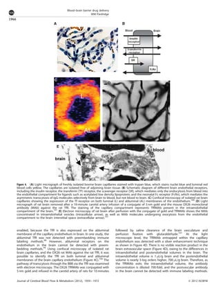 Brain drug delivery | PDF