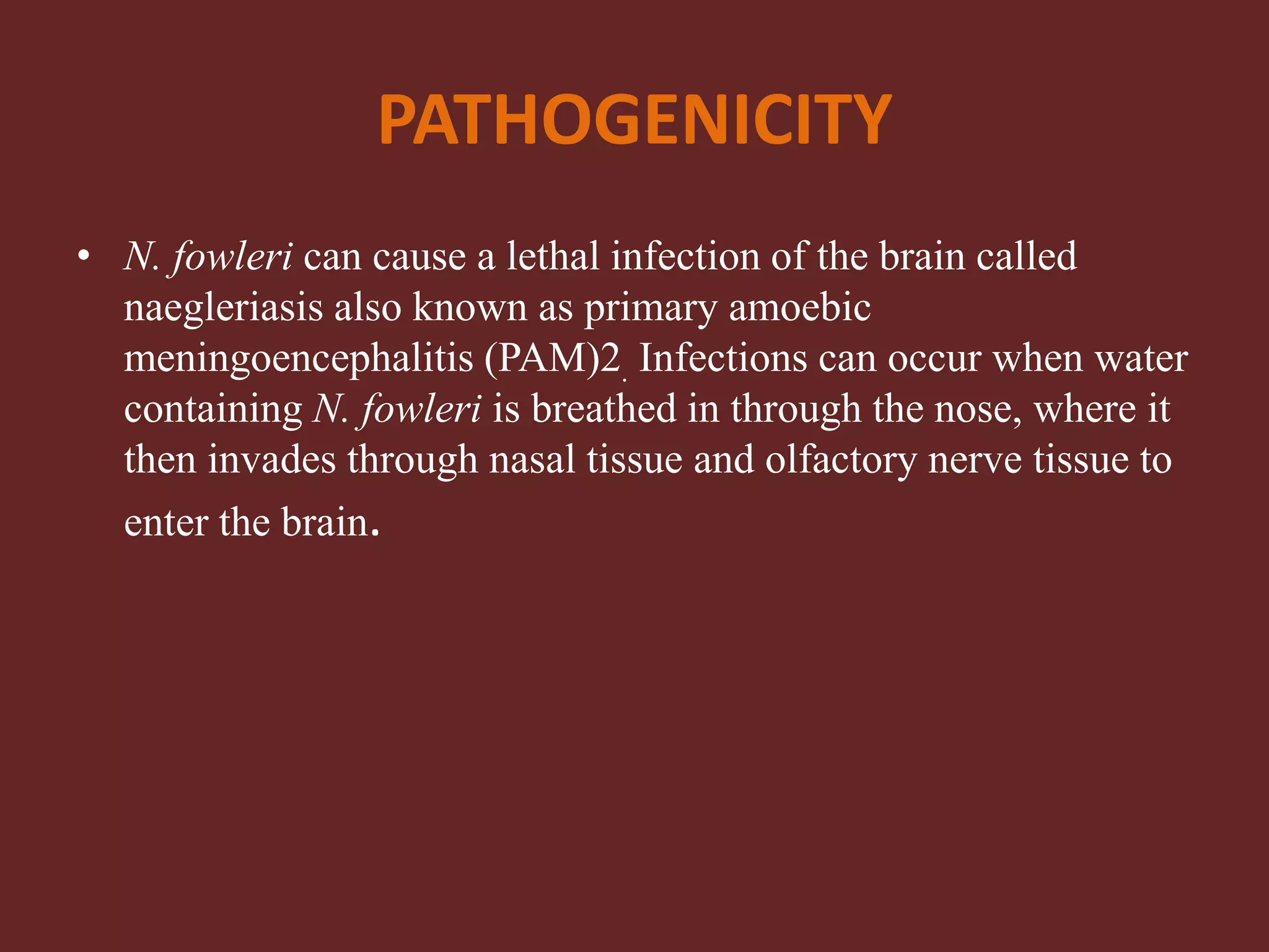 Brain eating amoeba | PPTX
