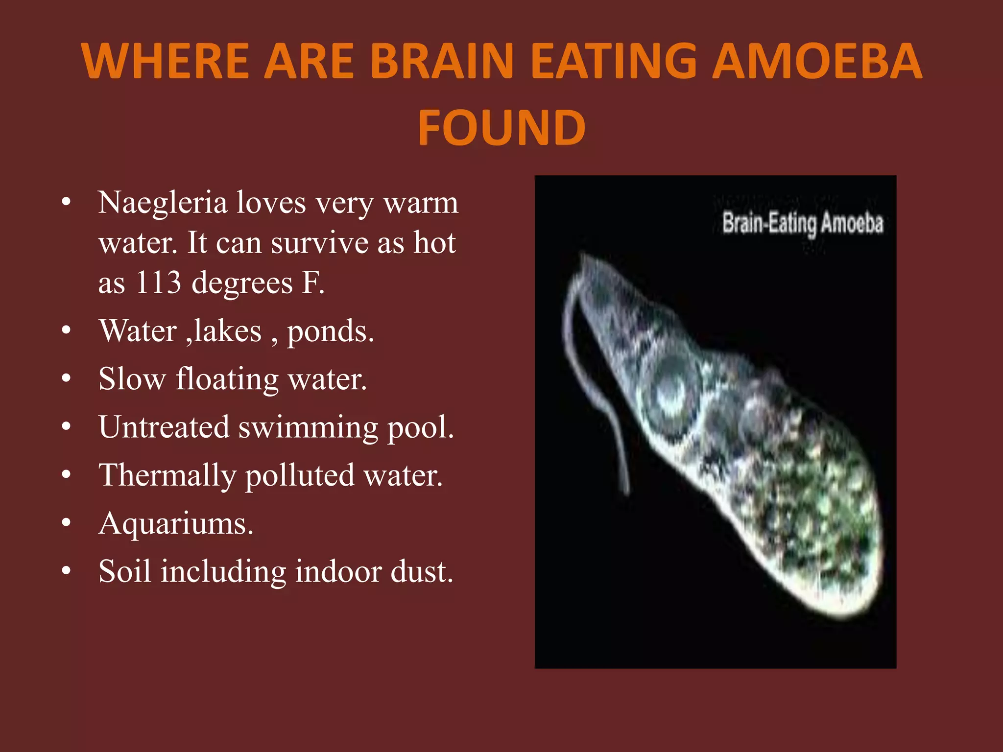Brain eating amoeba | PPTX