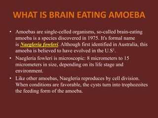 Brain eating amoeba | PPTX | Infectious Diseases | Diseases and Conditions