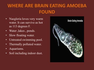 Brain eating amoeba | PPTX | Infectious Diseases | Diseases and Conditions