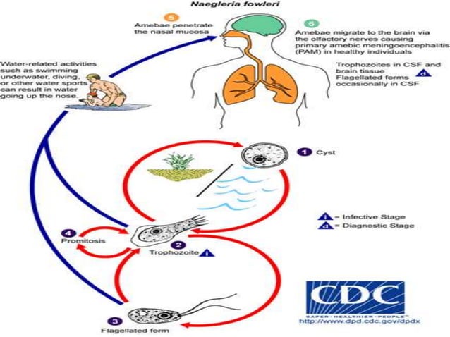 Brain eating amoeba | PPTX | Infectious Diseases | Diseases and Conditions