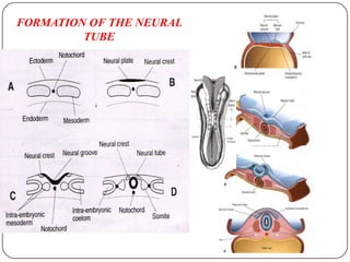 EMBRYOLOGY OF BRAIN,NEW | PPTX