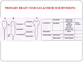 EMBRYOLOGY OF BRAIN,NEW | PPTX
