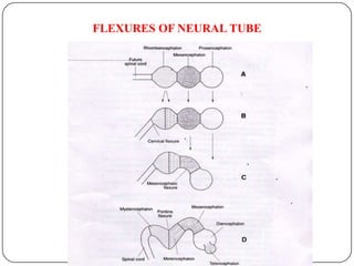 EMBRYOLOGY OF BRAIN,NEW | PPTX