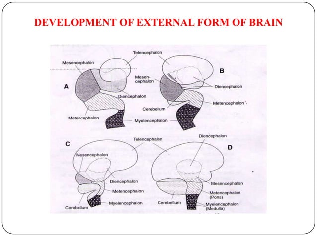 EMBRYOLOGY OF BRAIN,NEW | PPTX | Pregnancy | Reproductive Health