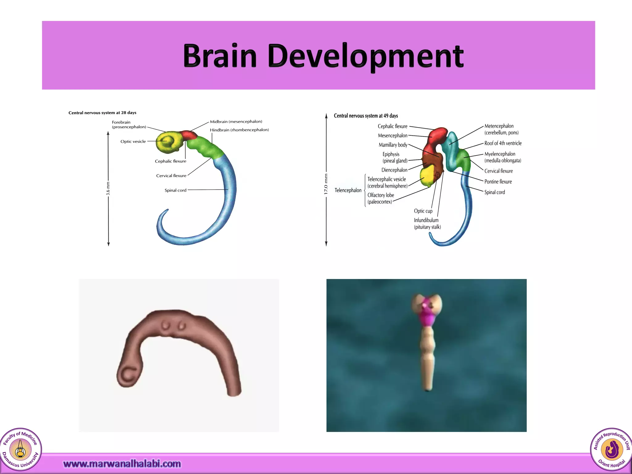 Embryology of Nervous System | PDF