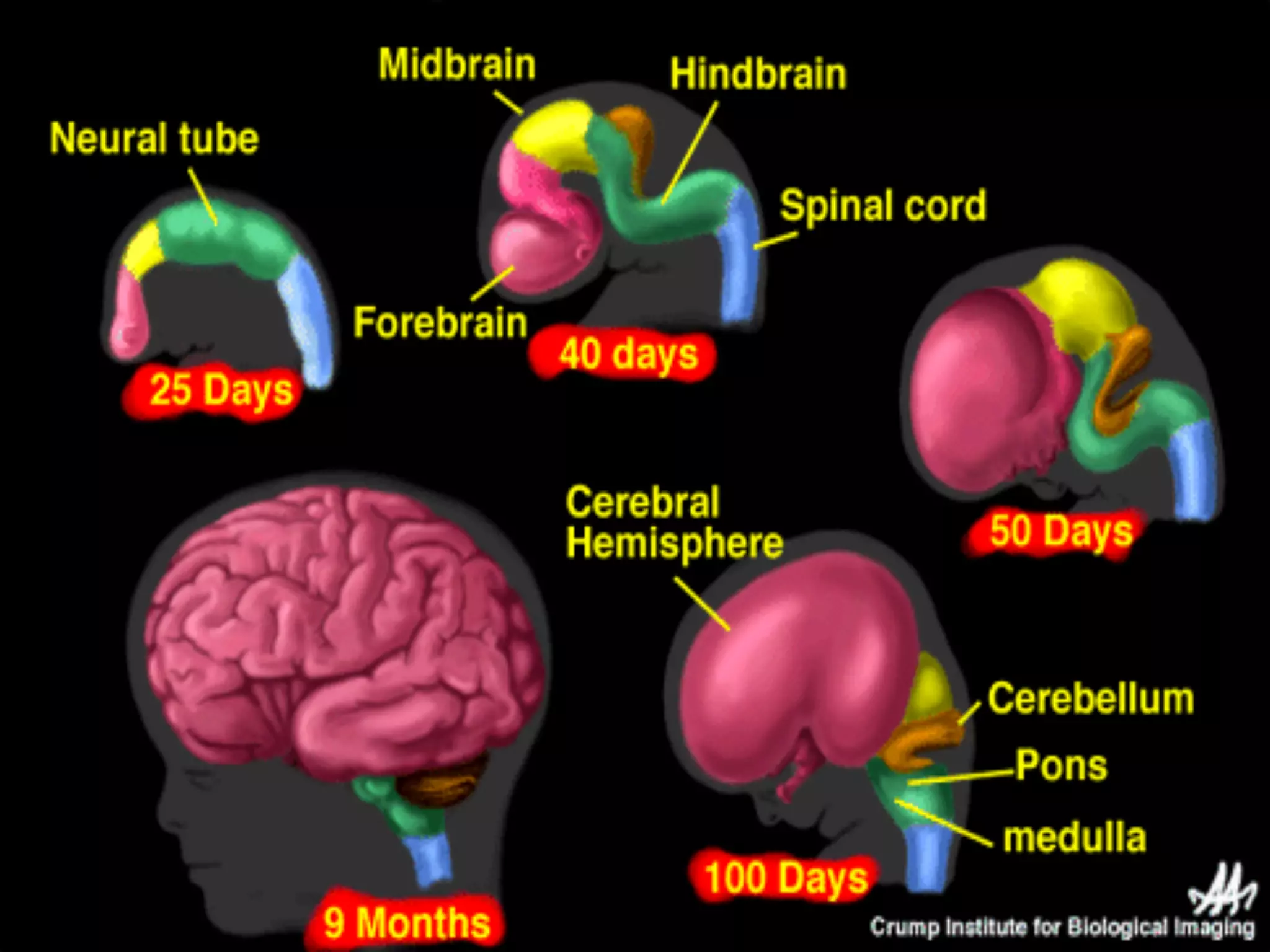 Embryology of Nervous System | PDF