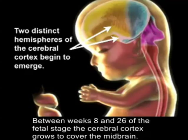 Embryology of Nervous System | PDF | Brain and Nervous System Disorders ...
