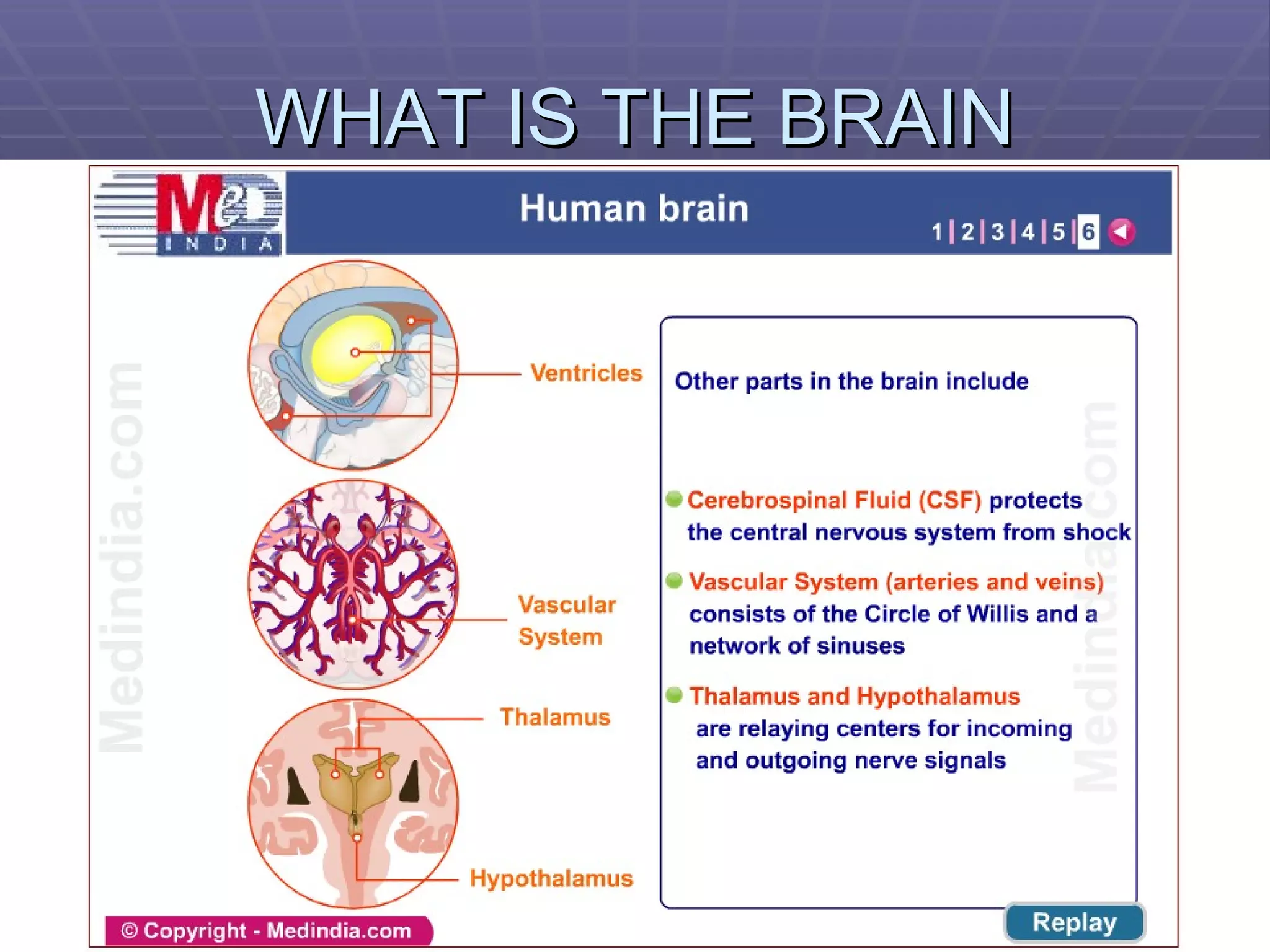 The Human Brain | PPT