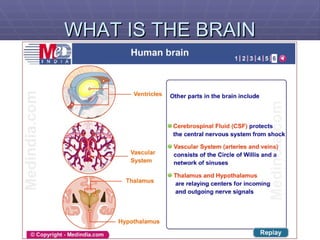 The Human Brain | PPT