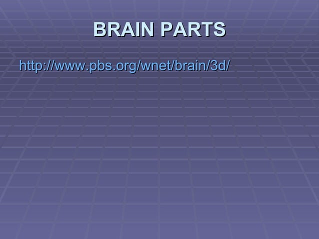 The Human Brain | PPT