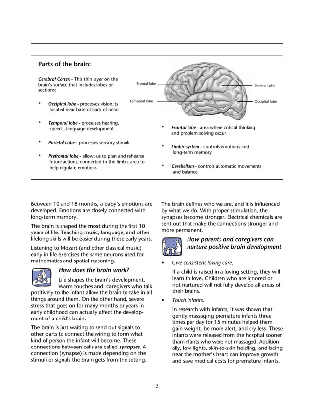Brain explanation | PDF