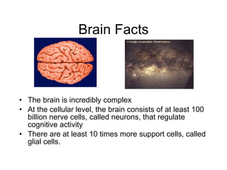 Brain Facts | PPT