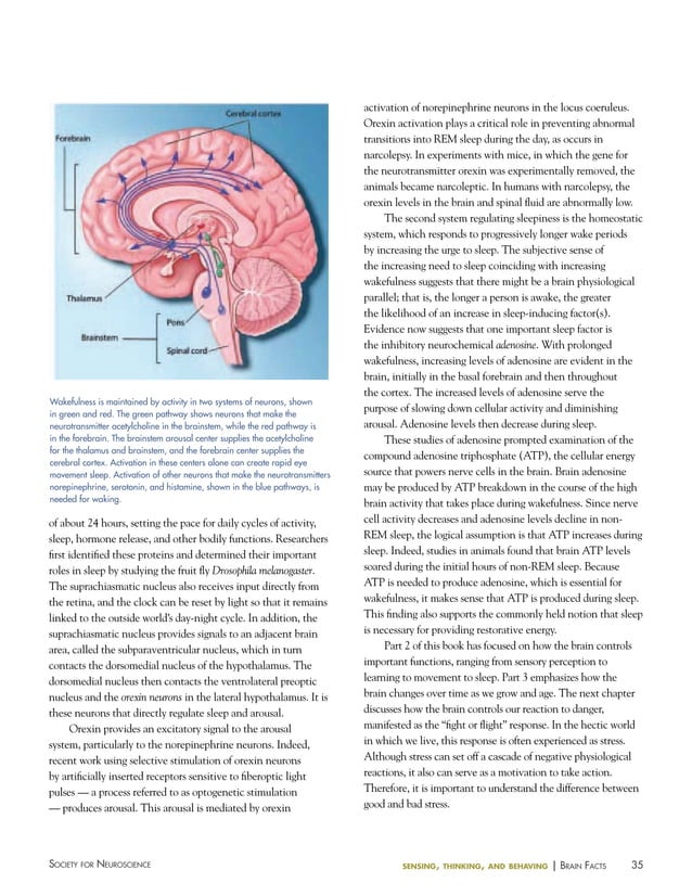 Brain facts book | PDF