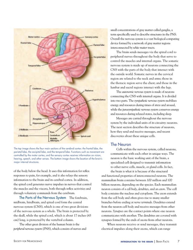 Brain facts book | PDF