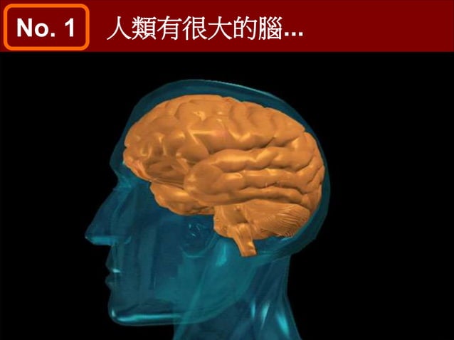 Brain Facts Series 07 - 10 Things You Didn't Know About the Brain.ppt