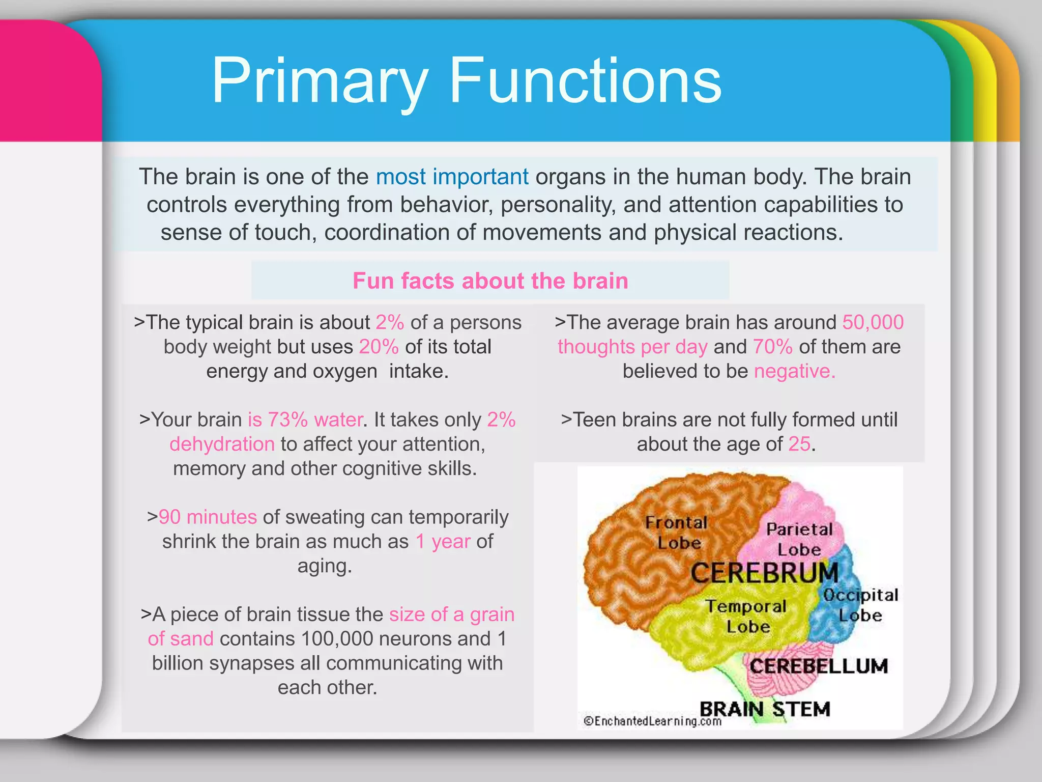 Our Amazing Brain | PPTX
