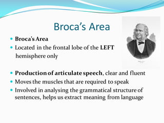 Brain function – the evidence from brain damage | PDF