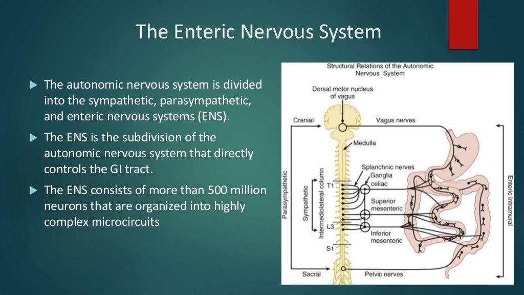 The Brain gut axis | PPTX