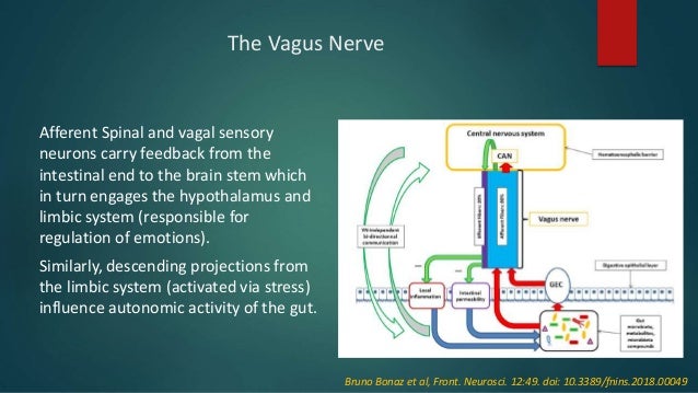 The Brain gut axis | PPT