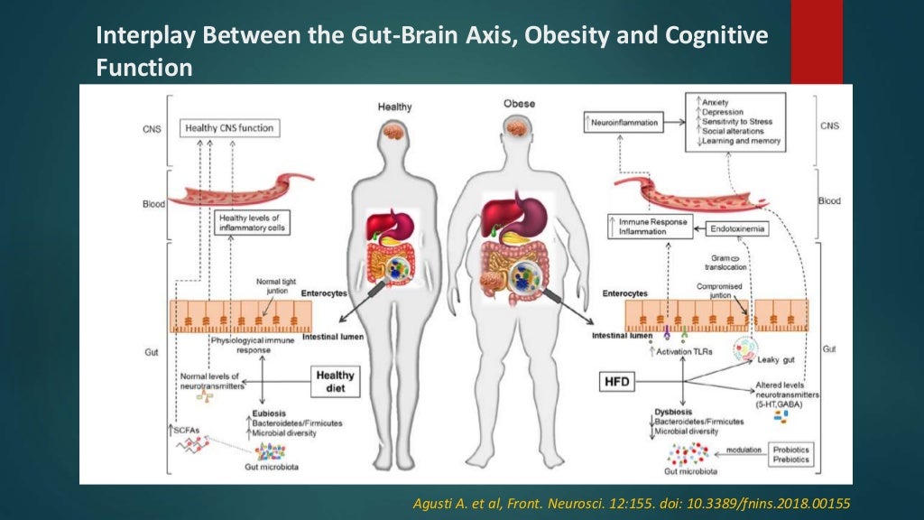 The Brain gut axis | PPT