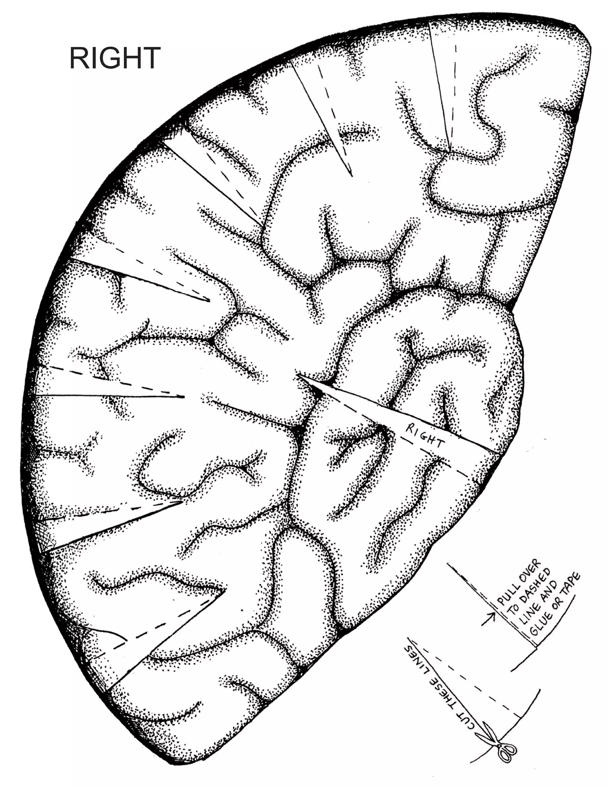 Brain hatbw | PDF | Homework and Study | Education