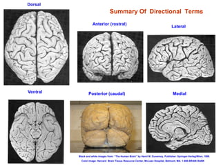 An Introduction to Human Neuroanatomy & The Neocortex | PDF