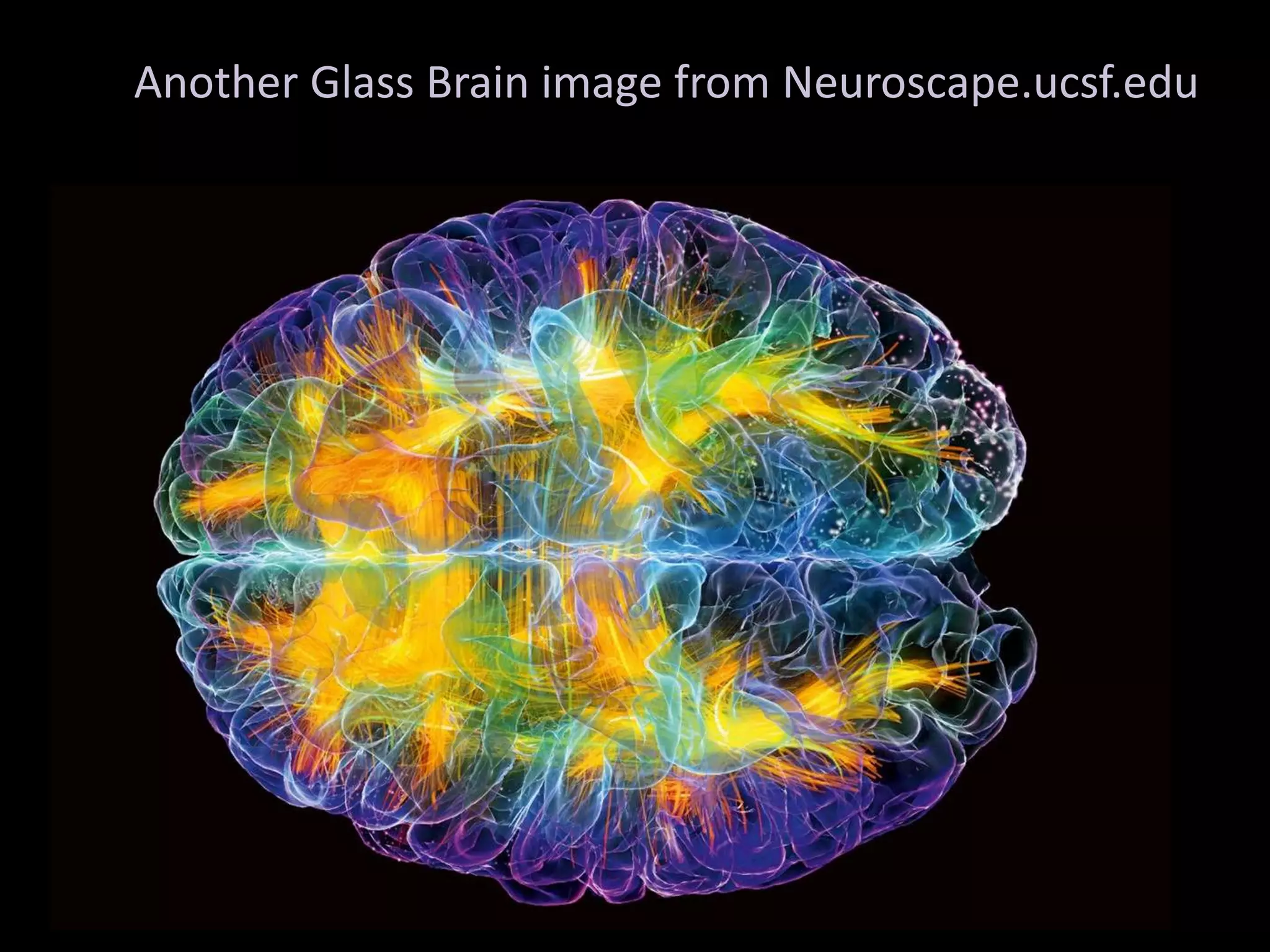 Brain imaging and imagining | PPTX